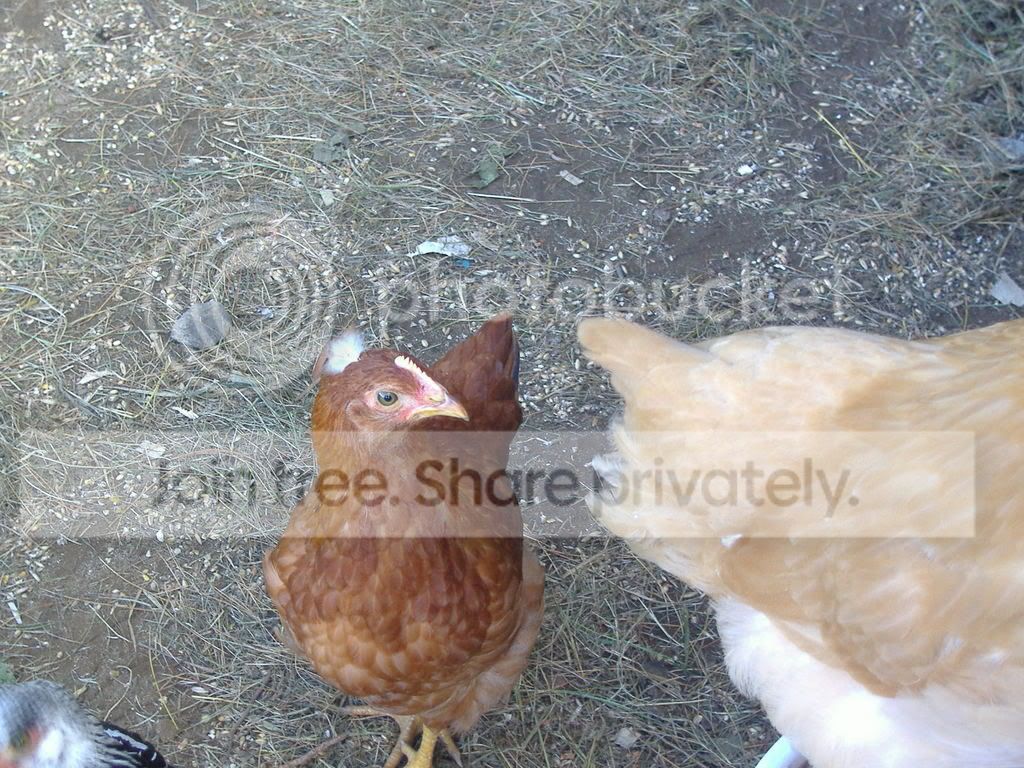 NH Red w/ two big head feathers | BackYard Chickens - Learn How to ...