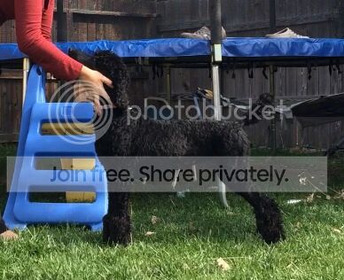 Conformation questions/info | Poodle Forum