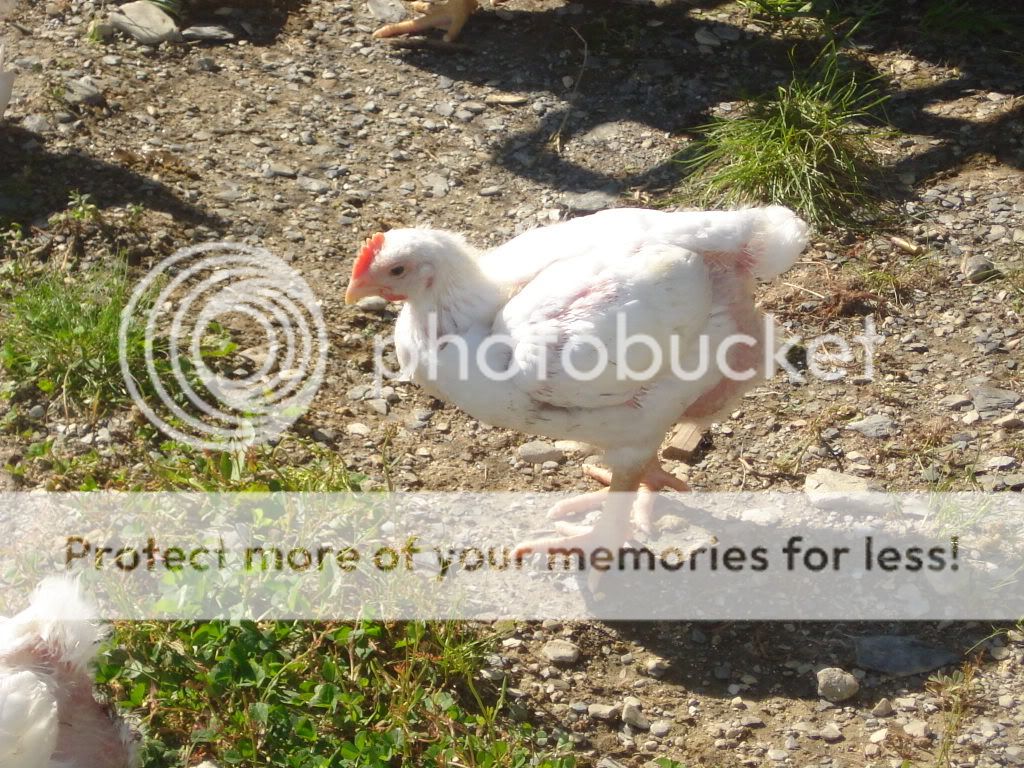 meyer cornish x rock | BackYard Chickens - Learn How to Raise Chickens