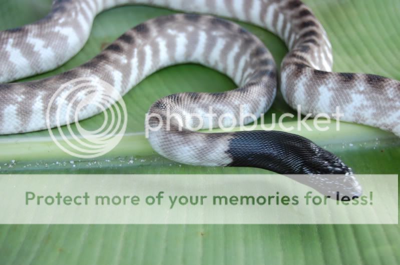 Kingsnake.com - Herpforum - RE: Albino Black Head Pythons in USA?