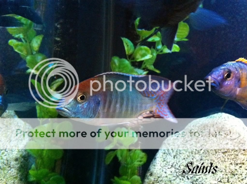 Lethrinops Red Cap | Cichlid Fish Forum