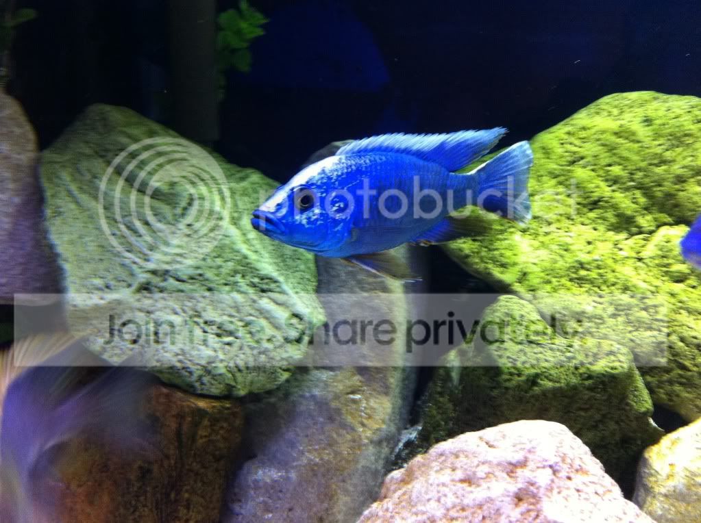Sciaenochromis Fryeri "Iceberg" | Cichlid Fish Forum