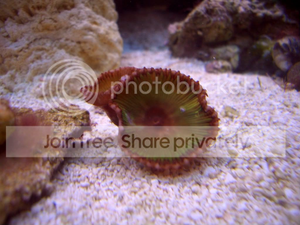 My Paly Grandis... | Reef2Reef