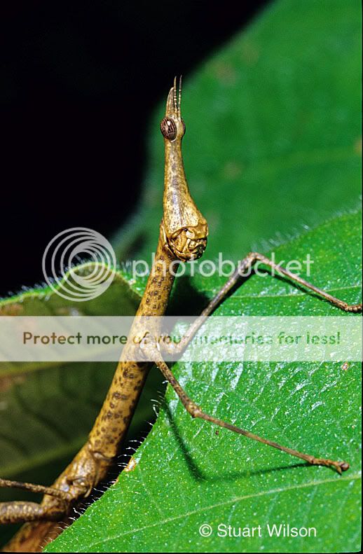 Jumping Stick Insect!!! | Reptile Forums