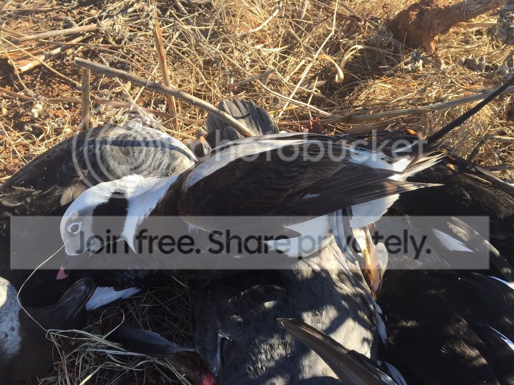 Unique trophy! | Duck Hunting Forum