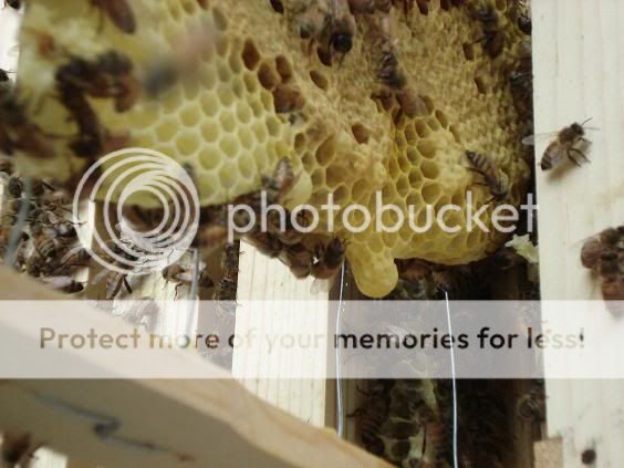 supercedure cells? | Beesource Beekeeping Forums