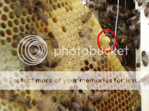 supercedure cells? | Beesource Beekeeping Forums